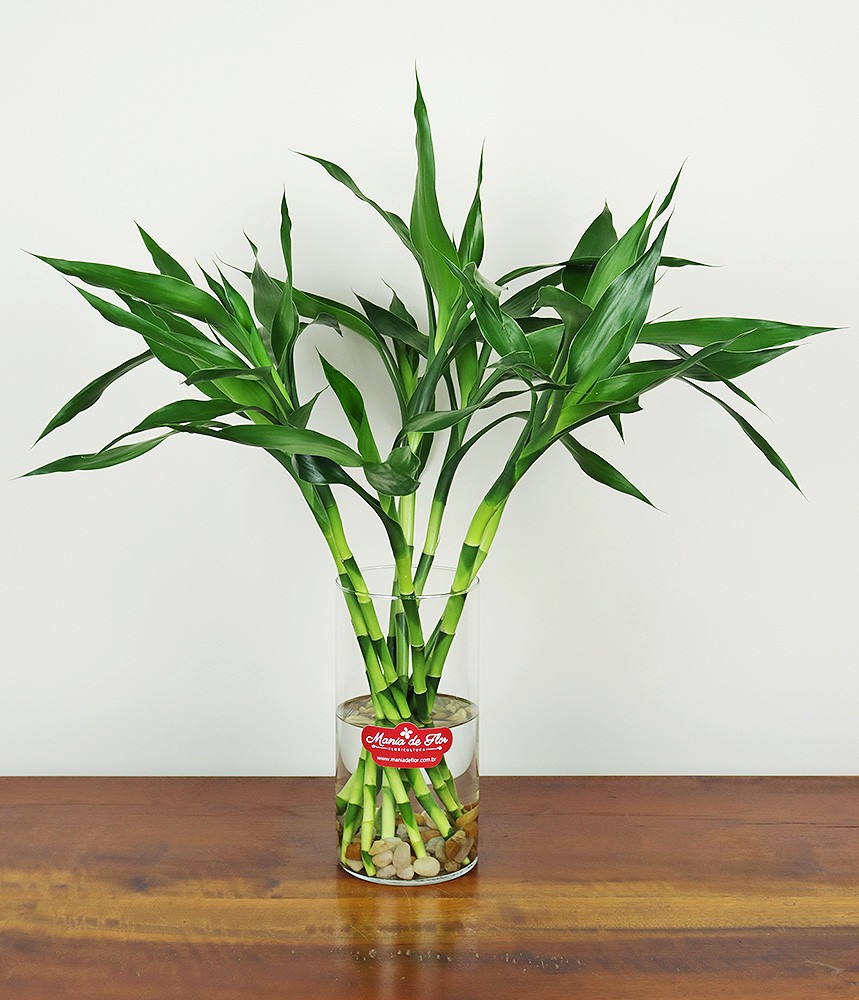Coleção Bambu da Sorte | Mania de Flor