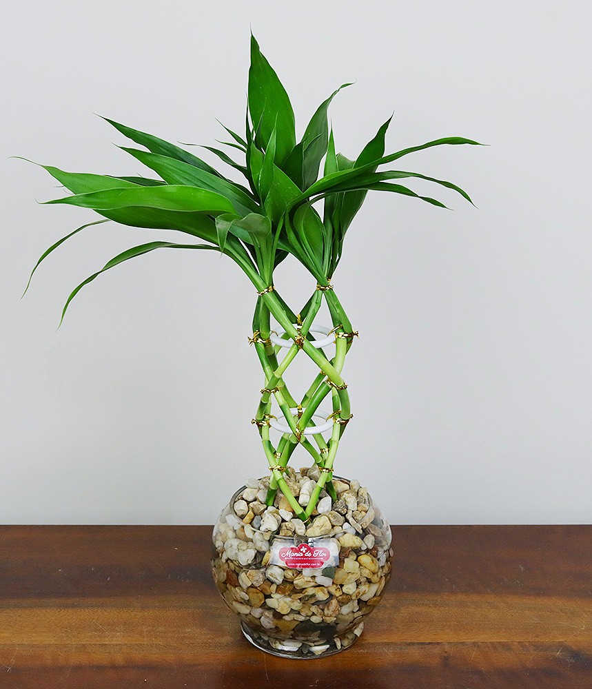 Bambu da Sorte Mini Trançado